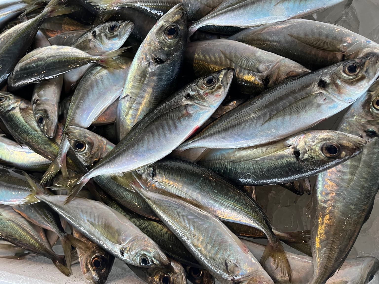 マアジ(巻網) | UUUO(ウーオ)