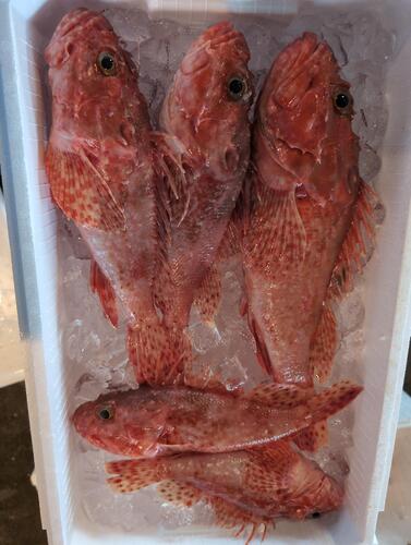 オニカサゴ5入約3.8kg(釣) | UUUO(ウーオ)