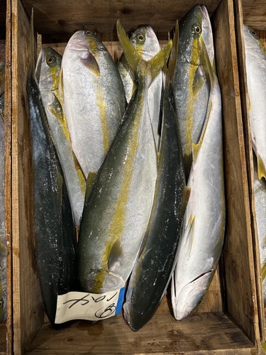 ヒラマサ1kg〜1.8kgサイズ約7kg(定置) | UUUO(ウーオ)