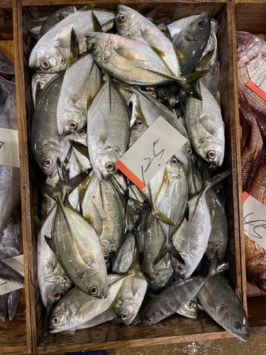 ギンガメアジ | UUUO(ウーオ)