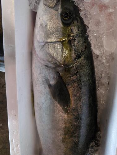 活〆ヒラマサ1入約7kg(定置) | UUUO(ウーオ)