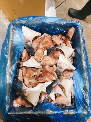 ブリ・サワラ類 | UUUO(ウーオ)