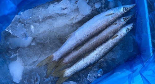 カマス16/20尾約4kg(定置) | UUUO(ウーオ)