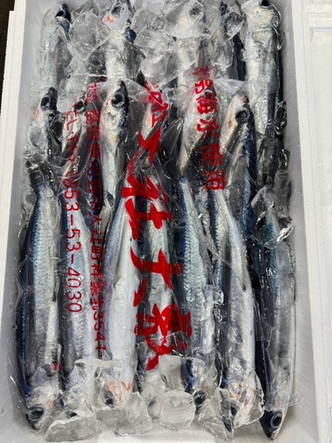 トビウオ(角)30入約6kg(定置) | UUUO(ウーオ)