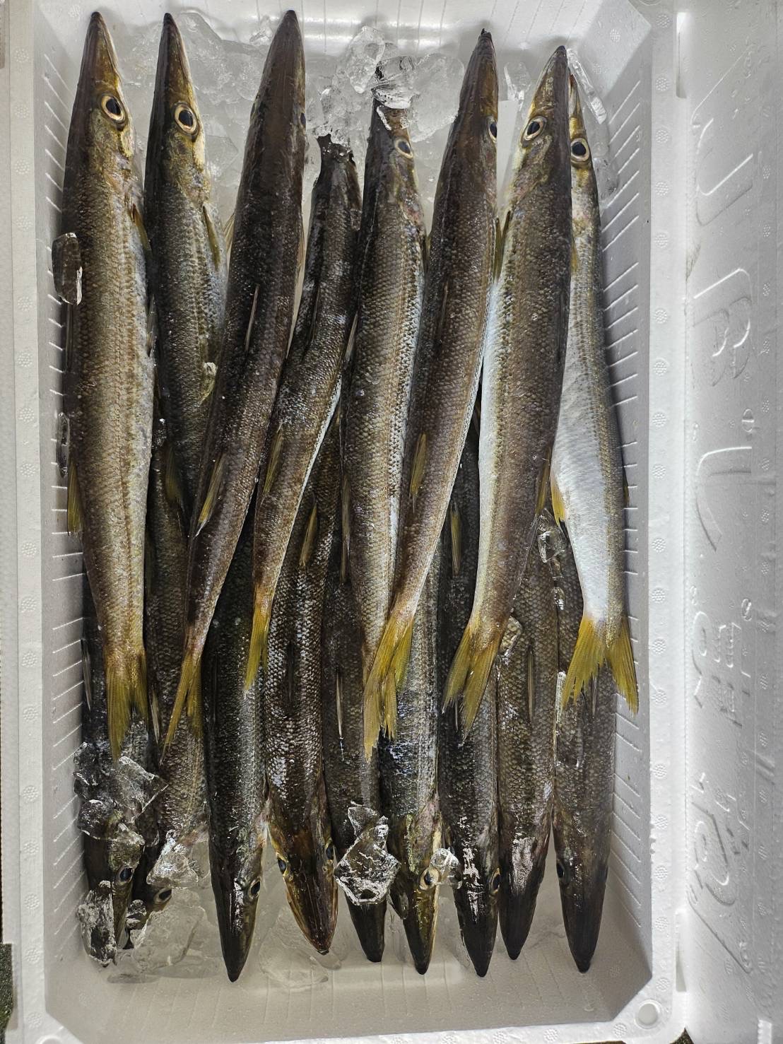 アカカマス(定置) | UUUO(ウーオ)