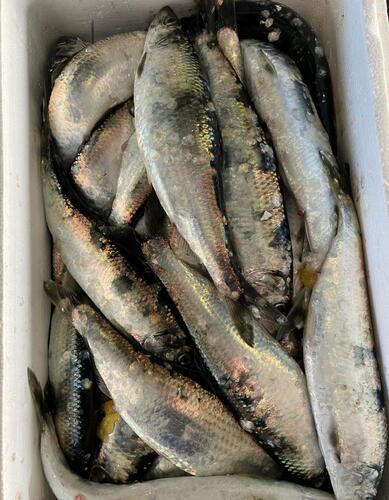 ニシン8/9入約4kg(沿岸) | UUUO(ウーオ)