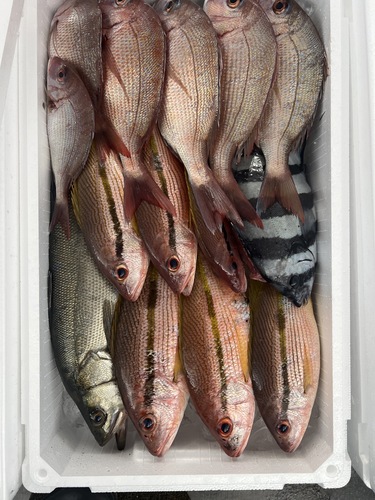 鮮魚BOX | UUUO(ウーオ)