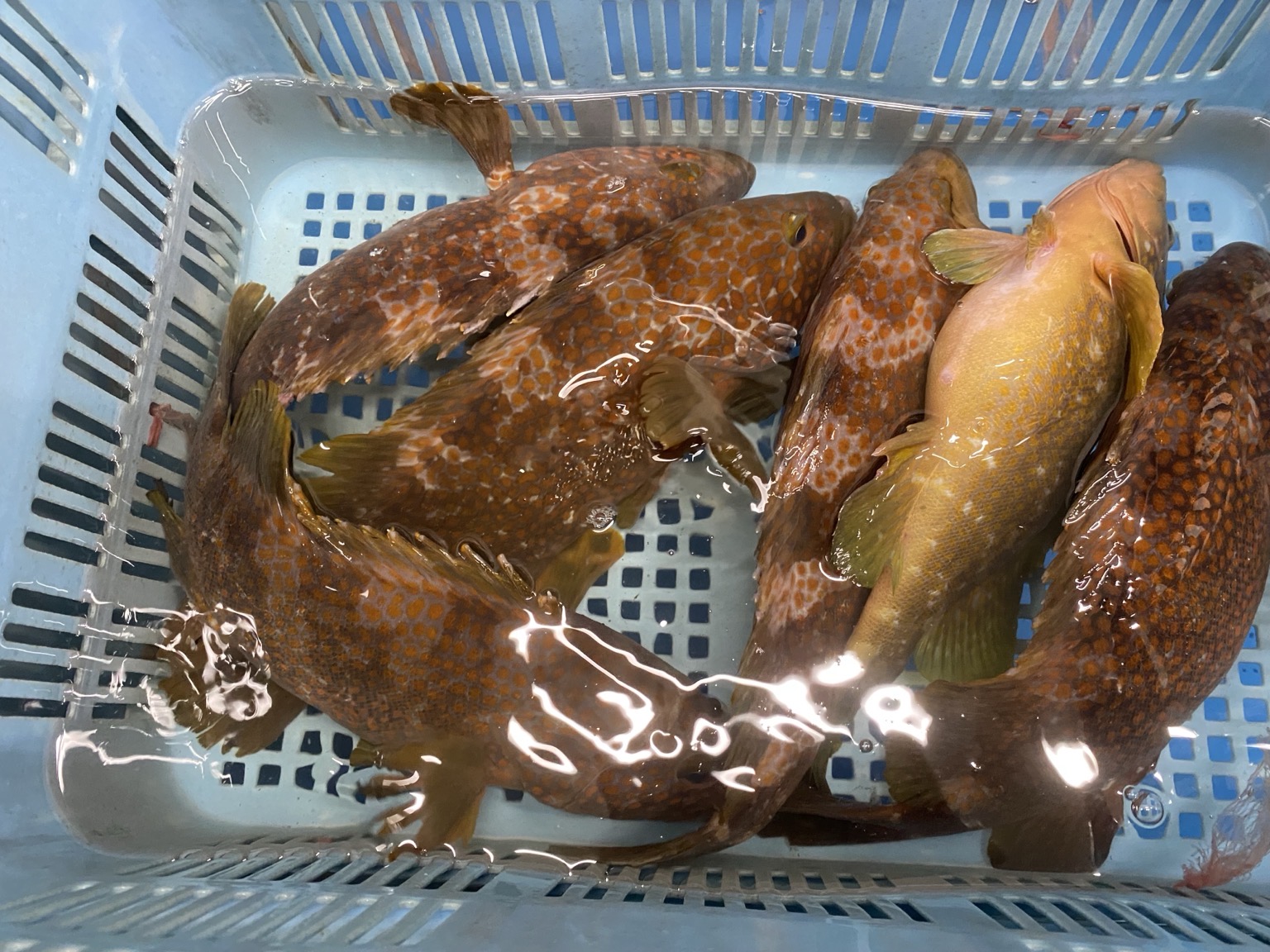 活キジハタ6入約4.5kg(釣) | UUUO(ウーオ)