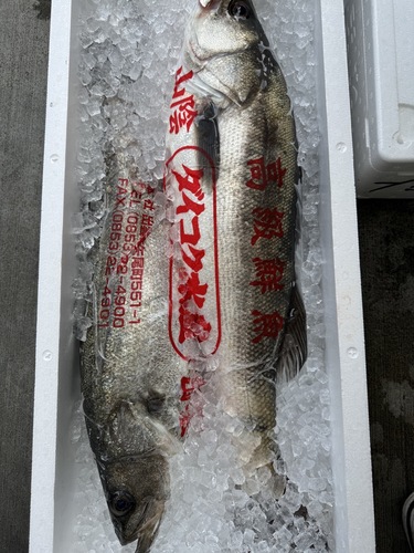 スズキ2入約5.2kg(定置) | UUUO(ウーオ)