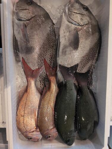 活〆鮮魚BOX6入約4.7kg(定置) | UUUO(ウーオ)