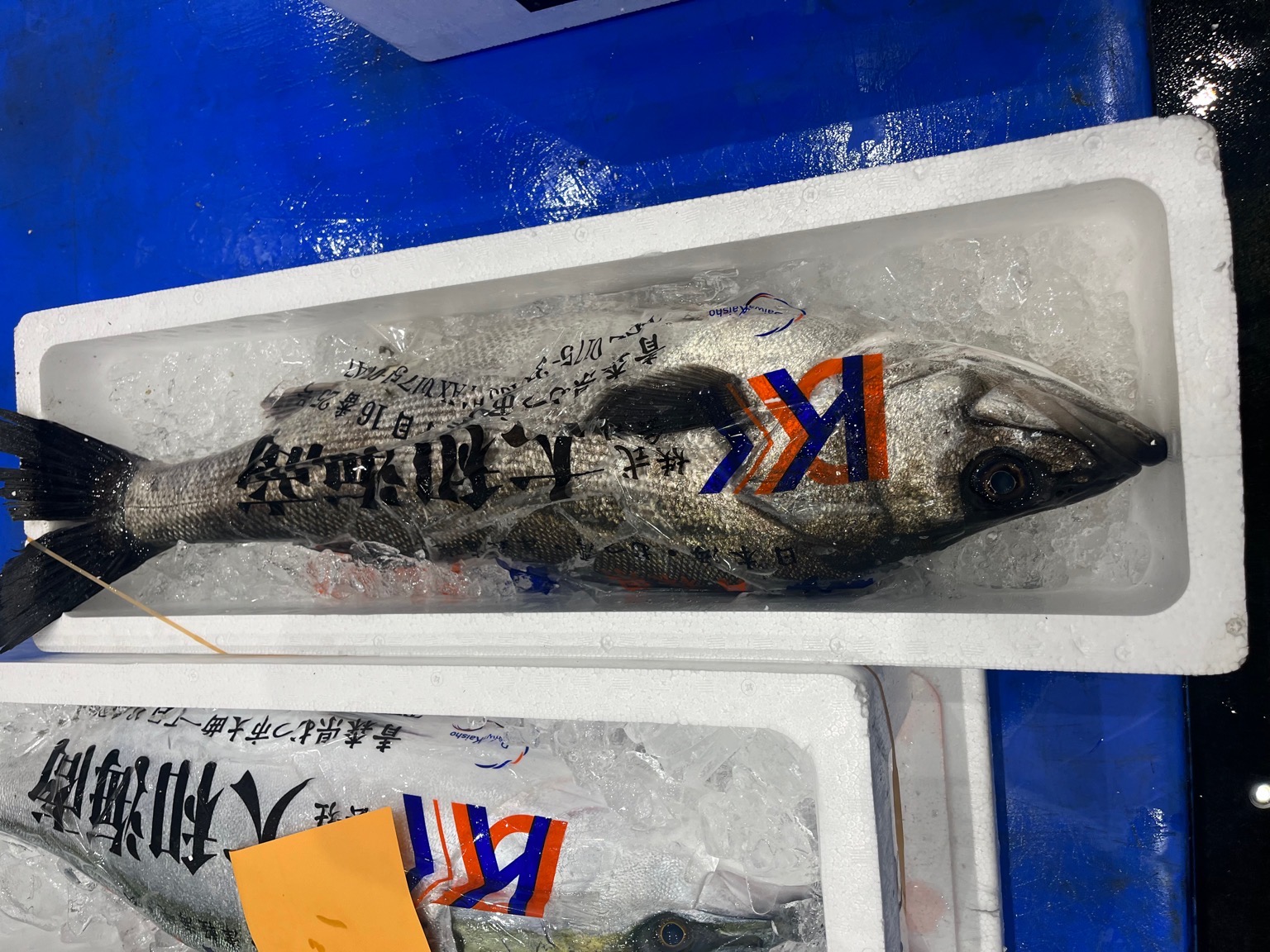 活〆スズキ1入約2kg(巻網) | UUUO(ウーオ)