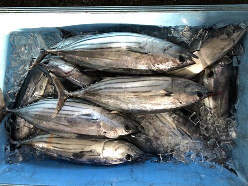 カツオ日戻り夕方競り。1.5〜2.0kサイズ3入約5.3kg(釣) | UUUO(ウーオ)