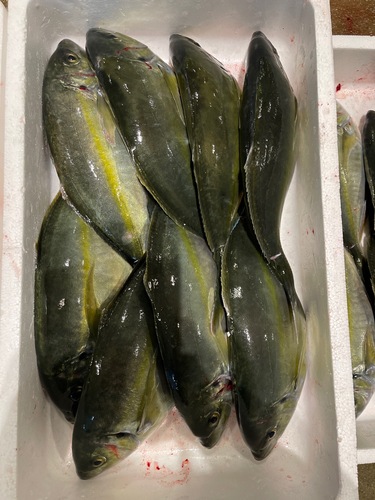 シマアジ700〜1kg約7.5kg(養殖) | UUUO(ウーオ)