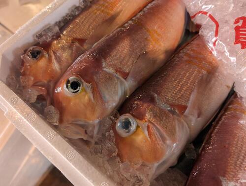 アマダイ9入約4kg(釣) | UUUO(ウーオ)