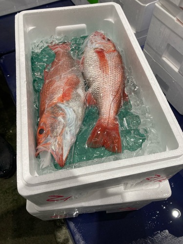 赤ムツ2入約2.9kg(釣) | UUUO(ウーオ)