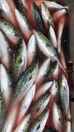 ワラサ11/13k3入約11kg(巻網) | UUUO(ウーオ)