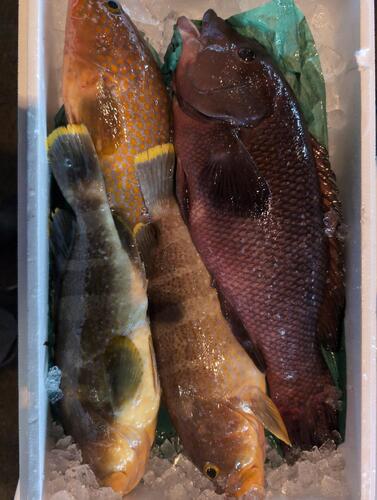 鮮魚BOX4入約3.7kg(釣) | UUUO(ウーオ)