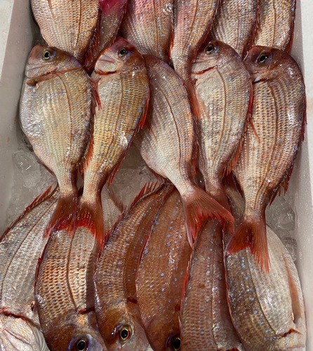 チダイ7/12入約3kg(沿岸) | UUUO(ウーオ)