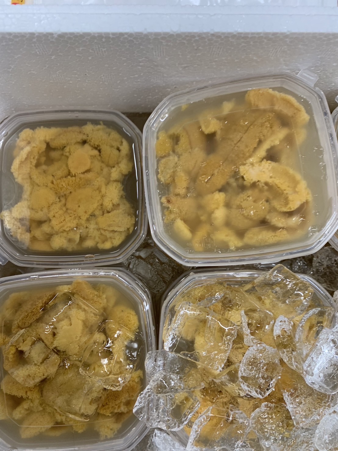 ムラサキウニ（塩水）5入約0.5kg(沿岸) | UUUO(ウーオ)