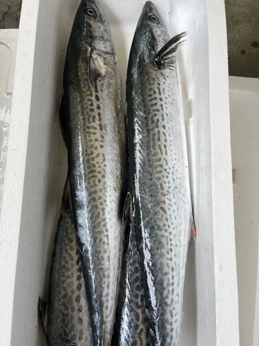 サワラ4入約5.2kg(定置) | UUUO(ウーオ)