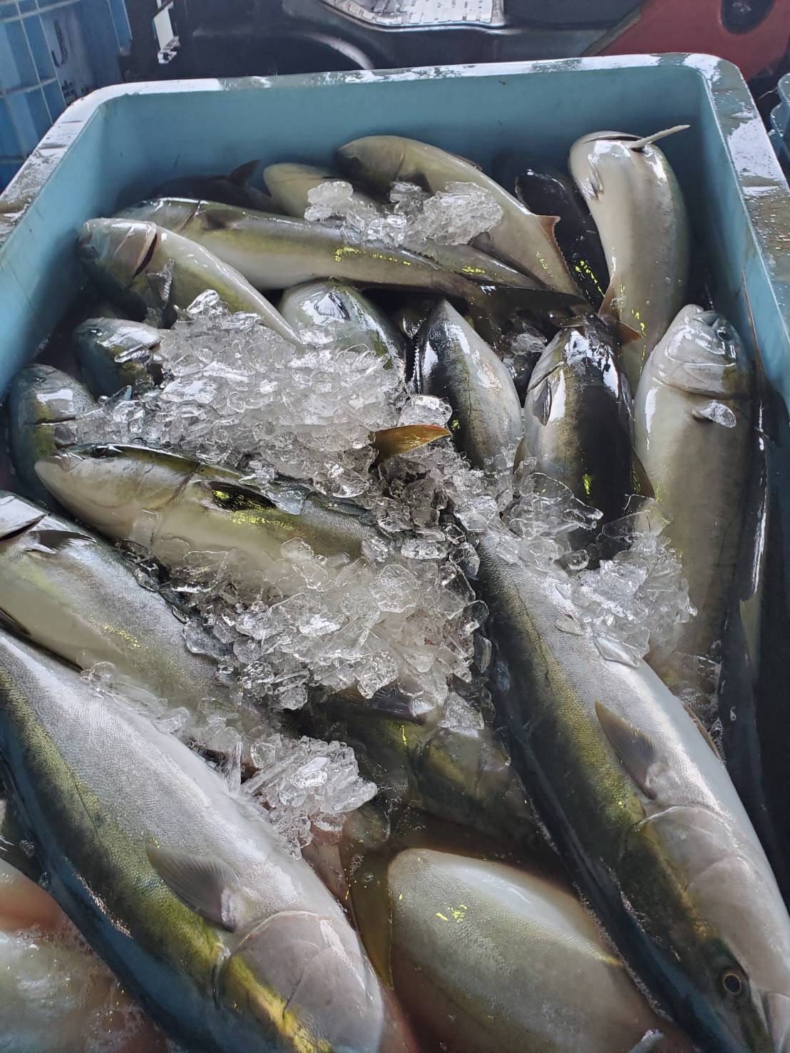 ワラサ10/12k3入約10kg(定置) | UUUO(ウーオ)