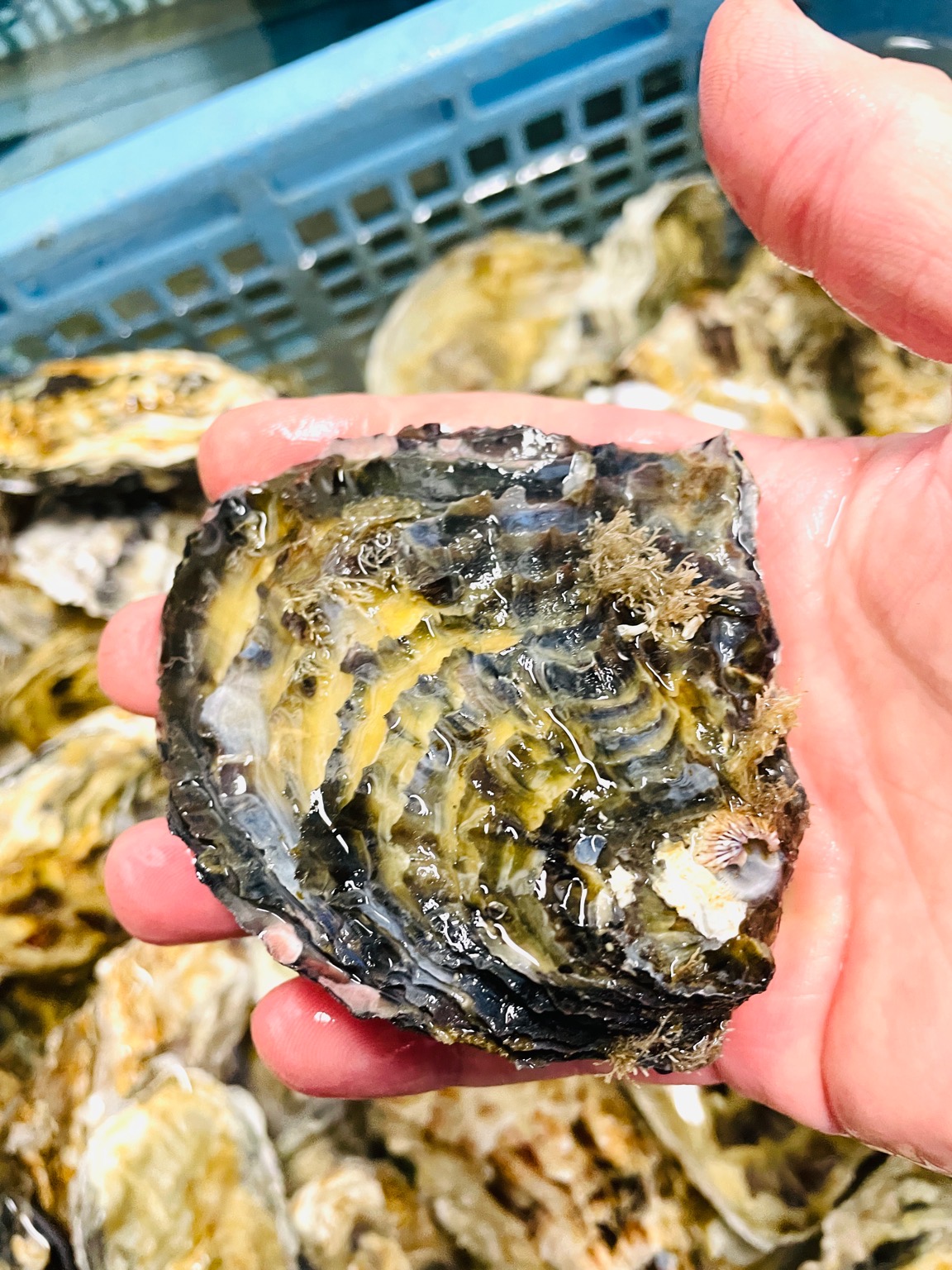 活カキLサイズ/100-120g40入約4kg(養殖) | UUUO(ウーオ)