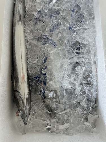 サワラ8㌔台5入約8.5kg(定置) | UUUO(ウーオ)