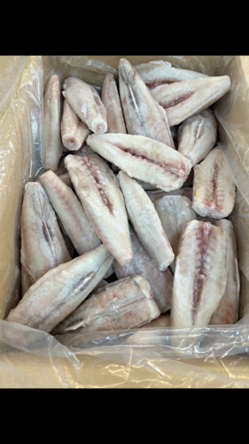 マフグ（冷凍）M150/350g約10kg | UUUO(ウーオ)