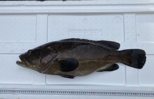 神経〆クエ1入約4.5kg(銛突) | UUUO(ウーオ)