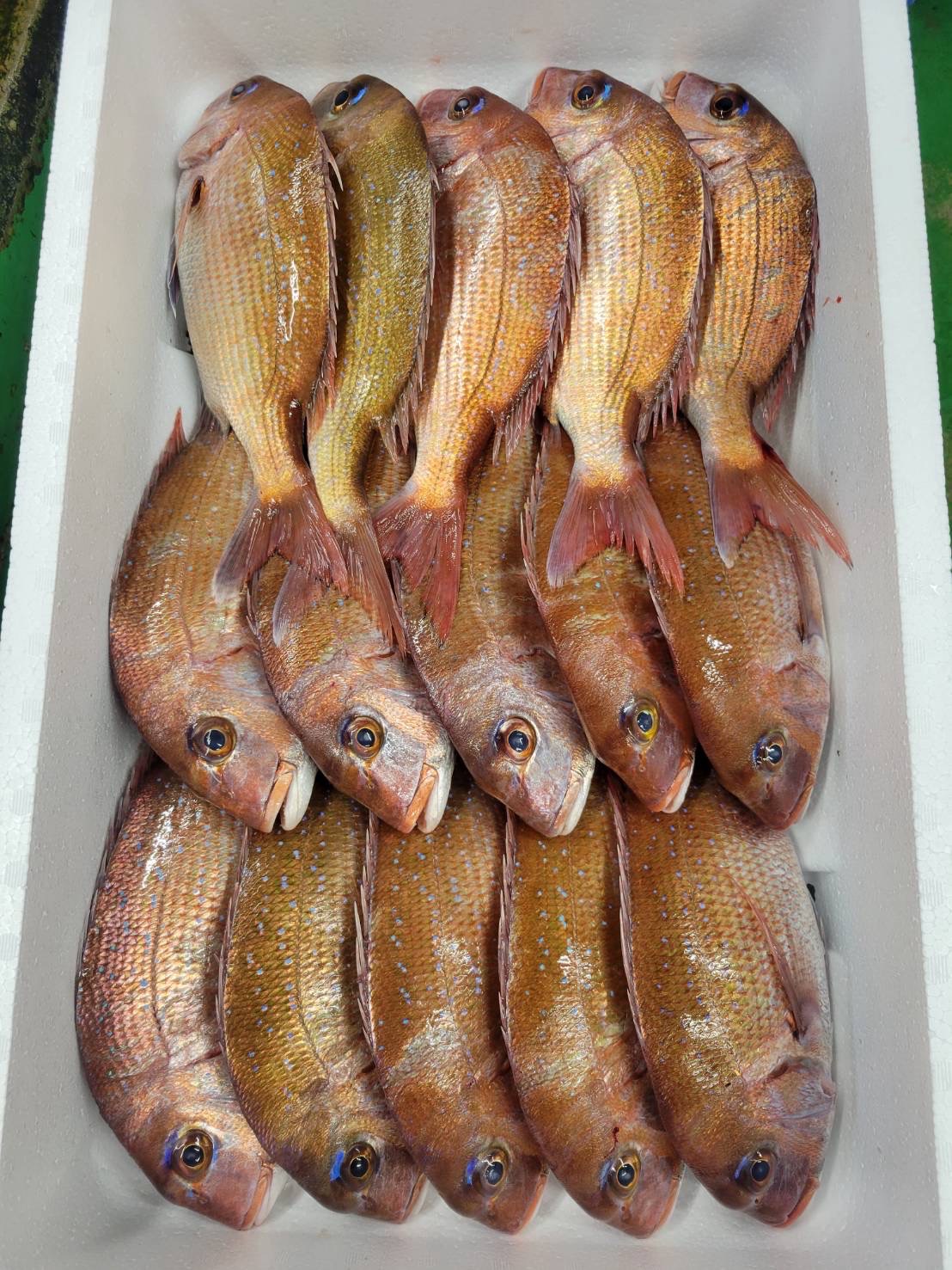 神経〆マダイ15入約7.7kg | UUUO(ウーオ)