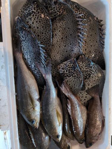 鮮魚BOX16入約6kg(定置) | UUUO(ウーオ)