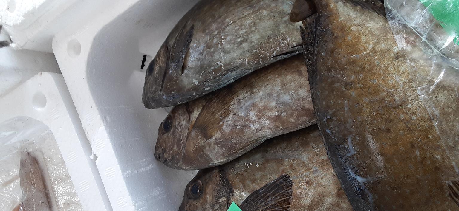 アイゴ(定置) | UUUO(ウーオ)