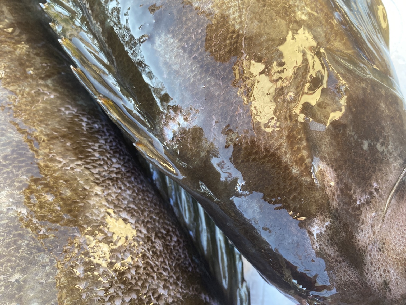 神経〆クエ2入約4.1kg(銛突) | UUUO(ウーオ)