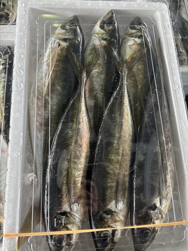 活〆マアジ8-10入約4.3kg(定置) | UUUO(ウーオ)