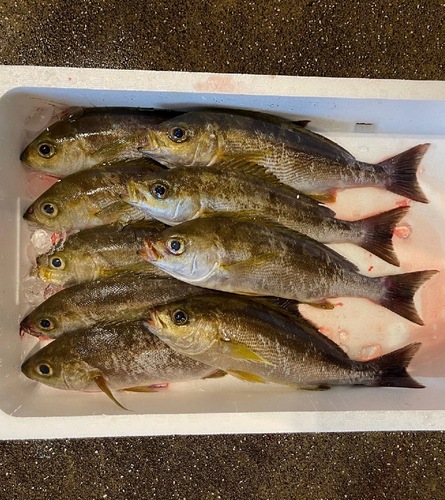 イサキ8/12尾5/6k約5kg(定置) | UUUO(ウーオ)