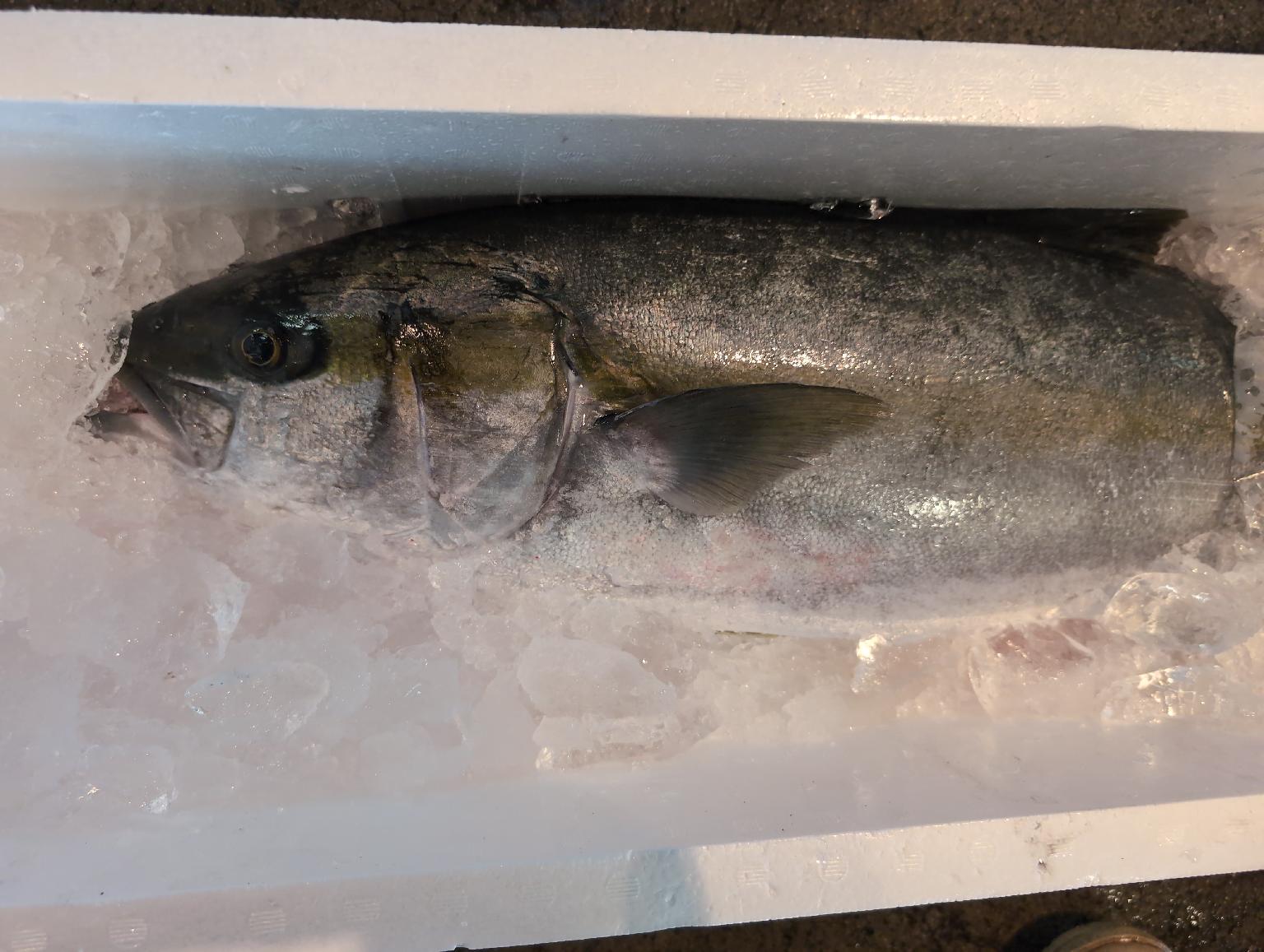 活〆ヒラマサ1入約6kg(定置) | UUUO(ウーオ)