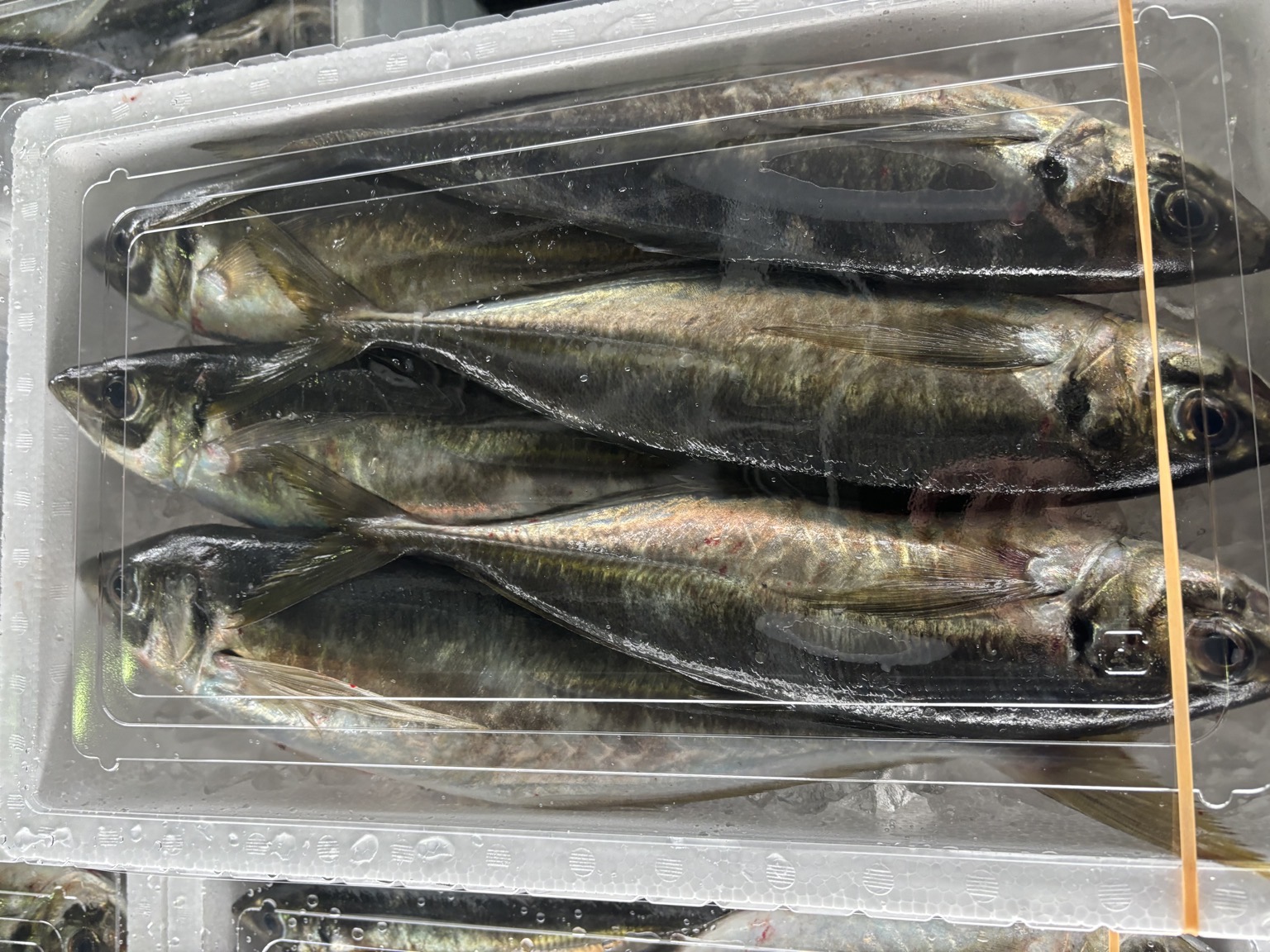 活〆マアジ8-10入約4.3kg(定置) | UUUO(ウーオ)