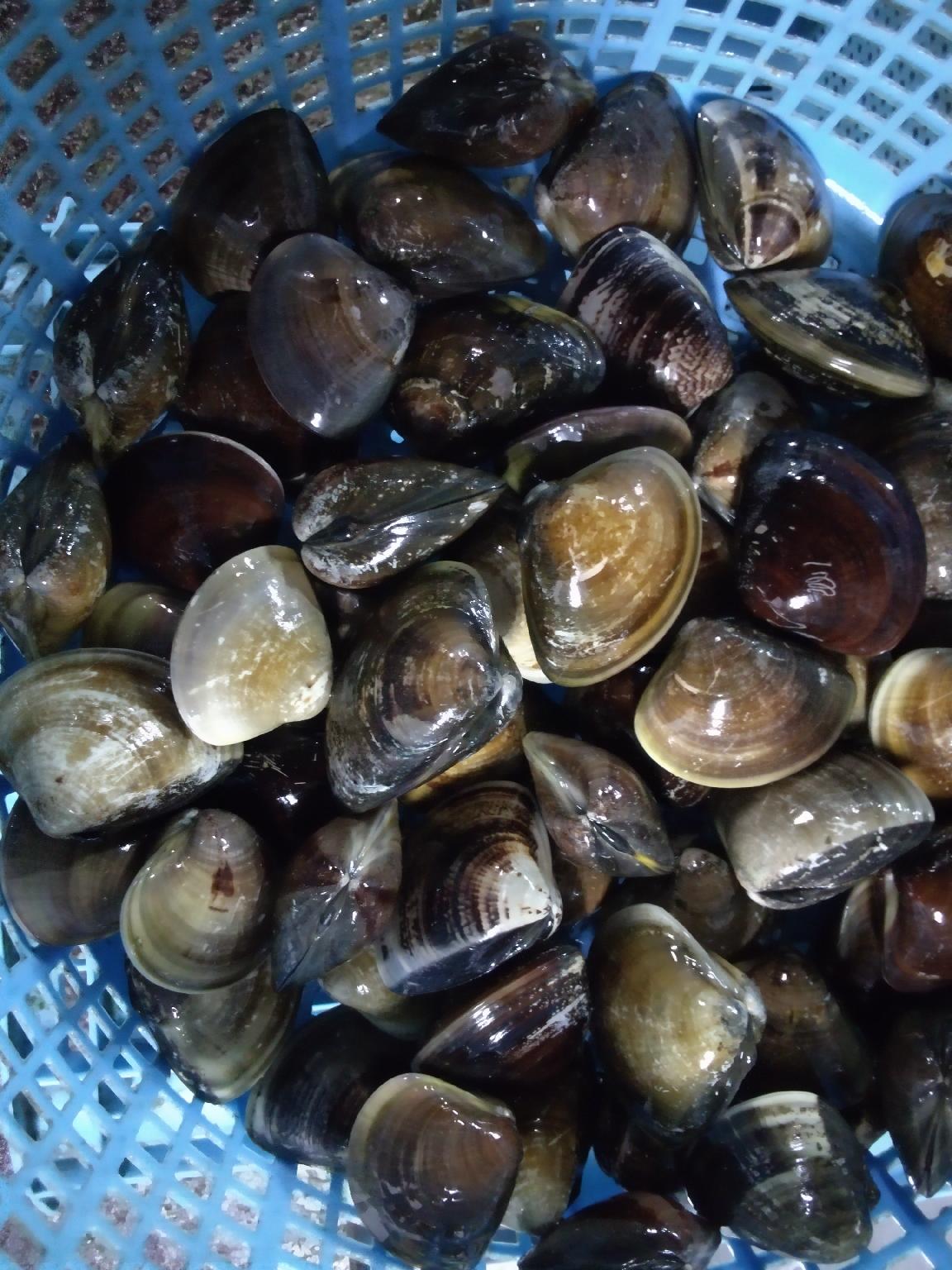 ハマグリ60~100gサイズ約4kg(沿岸) | UUUO(ウーオ)