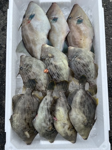 鮮魚BOX | UUUO(ウーオ)