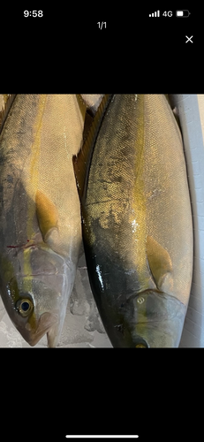 カンパチ(定置) | UUUO(ウーオ)