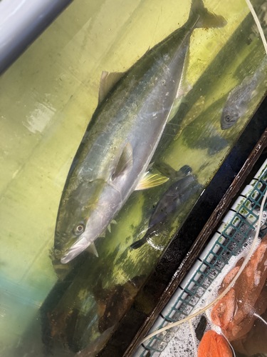 ハマチ2入約7.6kg(底曳) | UUUO(ウーオ)