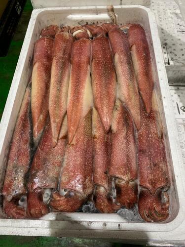 ケンサキイカ(冷凍)2段約4.5kg | UUUO(ウーオ)