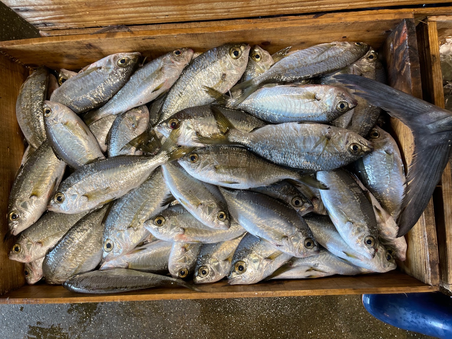 大名さぎ150g前後約7kg(定置) | UUUO(ウーオ)