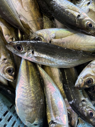 マアジ湾内物70g前後約5kg(定置) | UUUO(ウーオ)