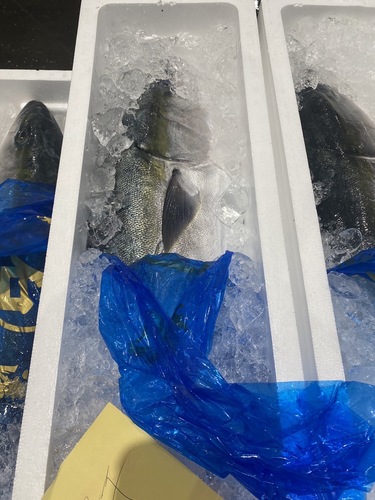 ブリ約8kg | UUUO(ウーオ)