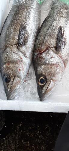 活〆スズキ(定置) | UUUO(ウーオ)