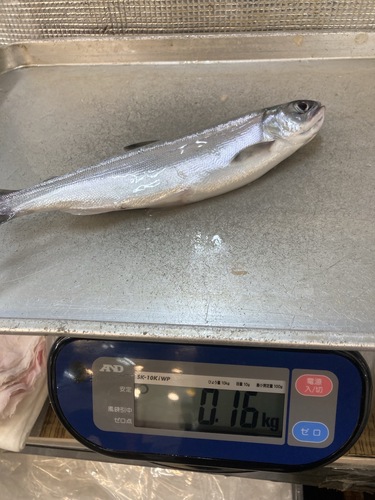 ヒメマス150g前後10入約1.5kg(沿岸) | UUUO(ウーオ)
