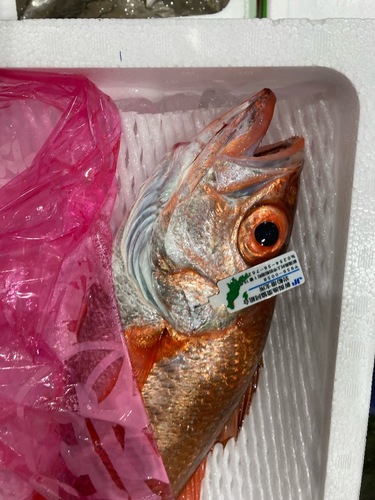 赤ムツ1入約1.8kg(釣) | UUUO(ウーオ)