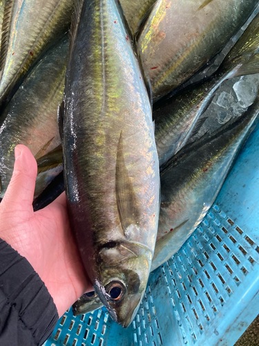 活〆マアジ5入約2kg(定置) | UUUO(ウーオ)