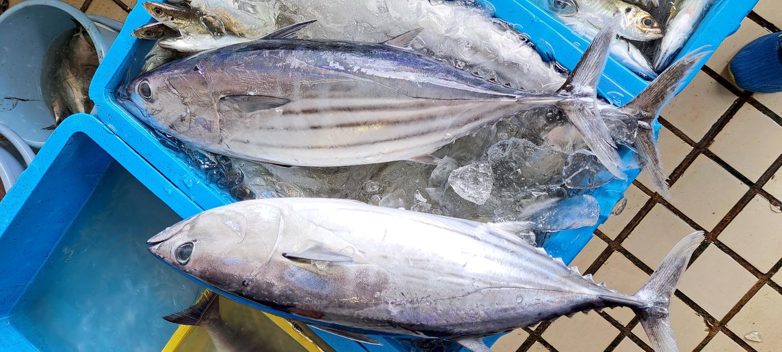 カツオ(釣) | UUUO(ウーオ)